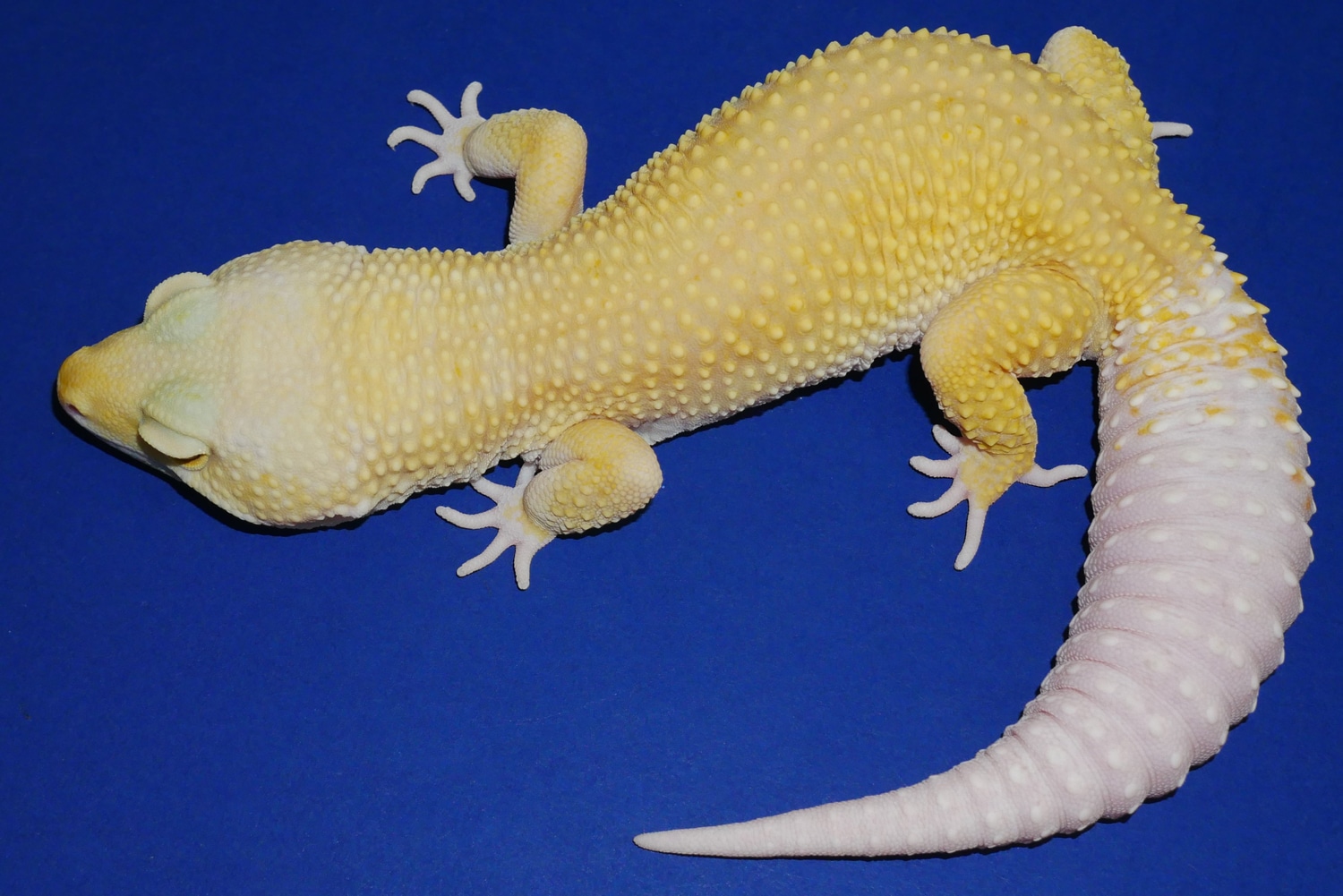 Patternless Tremper Albino Leopard Gecko by Geckos Etc. Herpetoculture ...