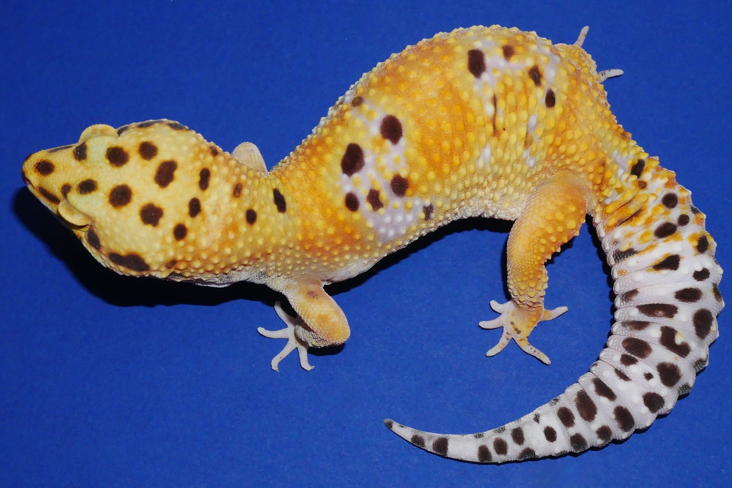 Blood Emerine Leopard Gecko by Geckos Etc. Herpetoculture - MorphMarket