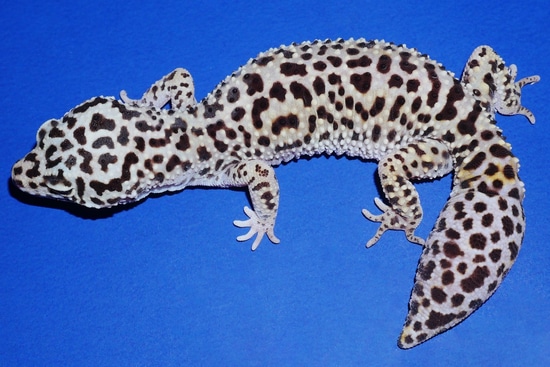 Wild Caught Bloodline Leopard Gecko, Eublepharis Macularius Afghanicus ...