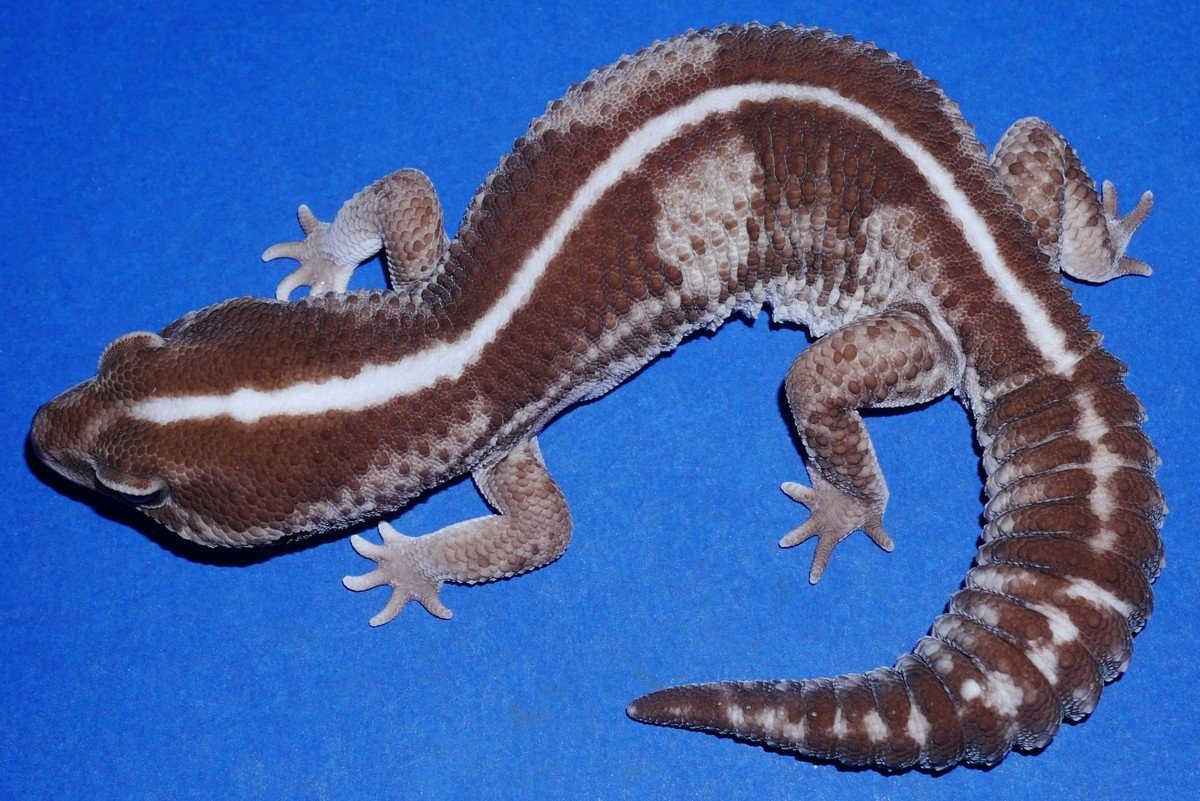 Striped Oreo, 100% Het Patternless African Fat-Tailed Gecko by Geckos ...