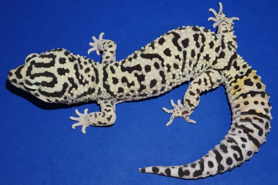 Wild Caught Bloodline Leopard Gecko, Eublepharis Macularius Afghanicus ...