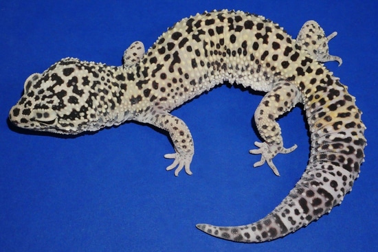 Wild Caught Bloodline Leopard Gecko, Eublepharis Macularius Afghanicus ...