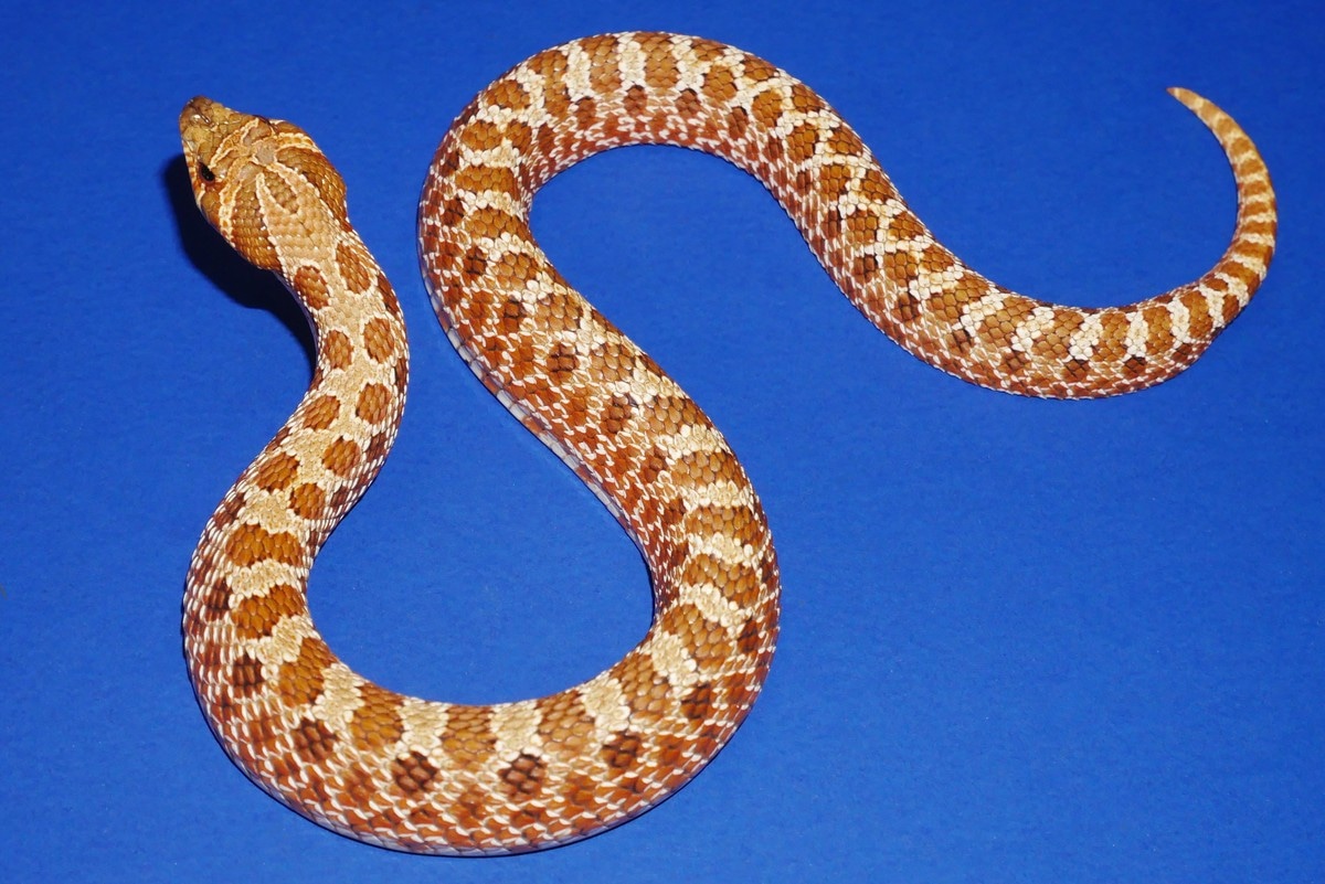 Red Western Hognose Snake, 100% Het Hypo by Geckos Etc. Herpetoculture ...