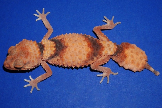 Banded Knobtail Gecko, Nephrurus Wheeleri Cinctus Knob-Tailed Gecko by ...