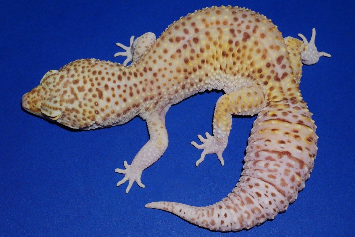 RADAR, 100% Het White Knight Leopard Gecko by Geckos Etc ...