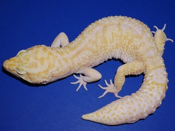 RAPTOR, Het Diablo Blanco Leopard Gecko by Geckos Etc. Herpetoculture ...
