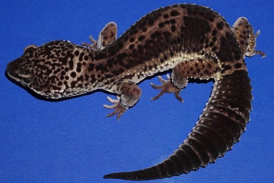 Black Night Leopard Gecko by Geckos Etc. Herpetoculture