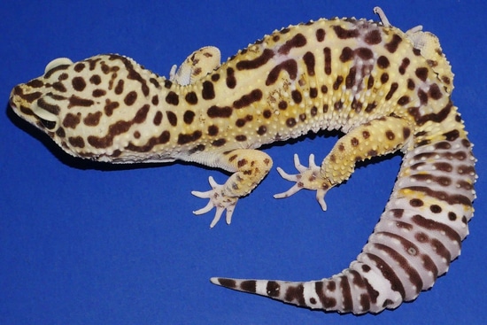 Black Night Bloodline Leopard Gecko by Geckos Etc. Herpetoculture