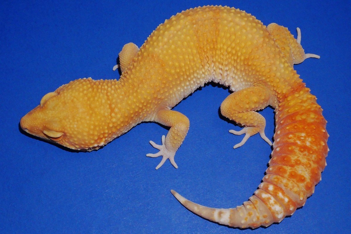 Tremper Sunglow Leopard Gecko by Geckos Etc. Herpetoculture - MorphMarket