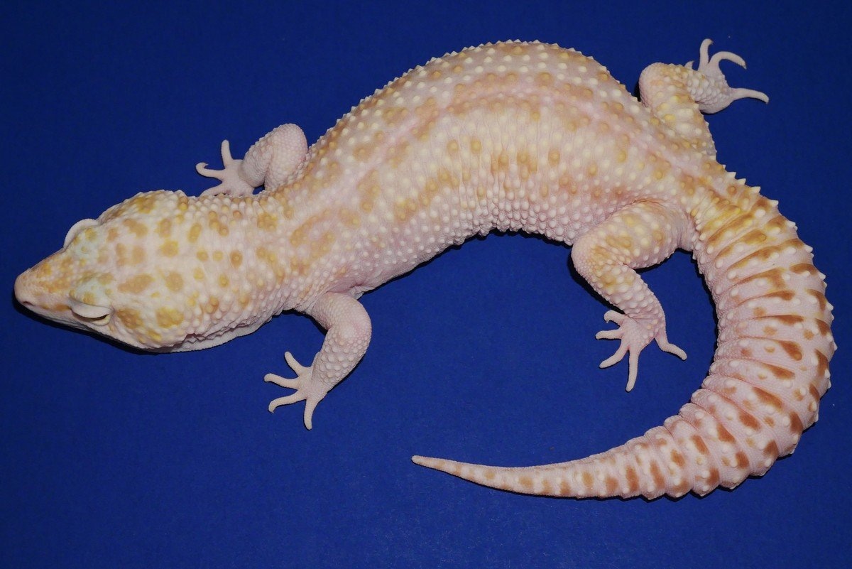 Godzilla Giant Mack Snow RAPTOR Leopard Gecko by Geckos Etc ...