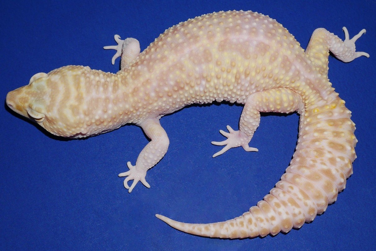Godzilla Giant Mack Snow RAPTOR Leopard Gecko by Geckos Etc ...