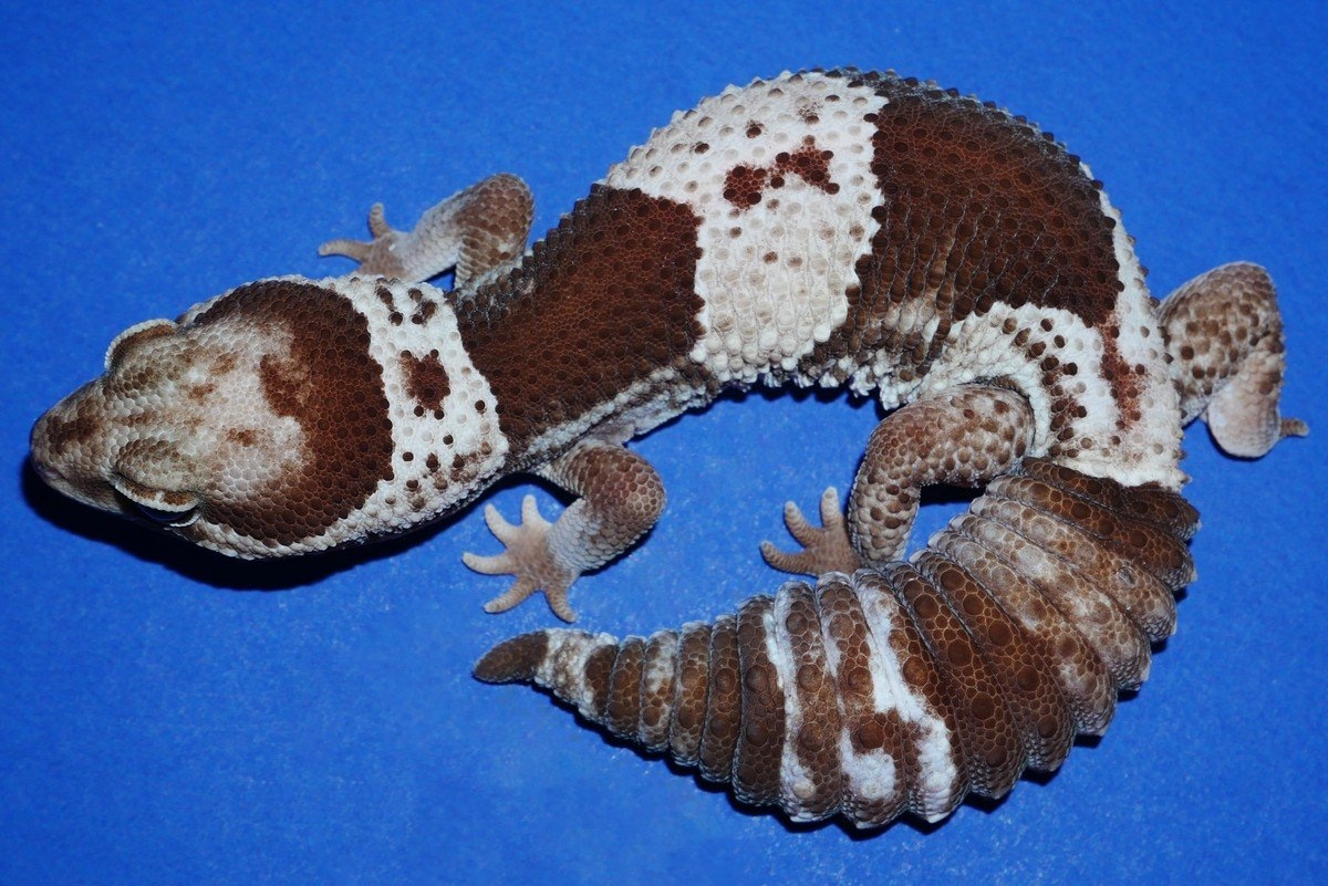 Oreo, 100% Het Zulu African Fat-Tailed Gecko by Geckos Etc ...