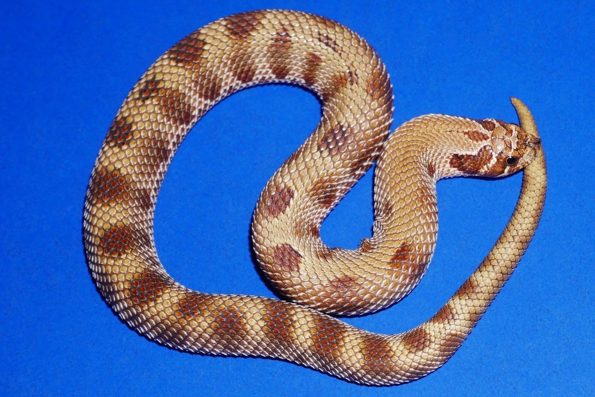 Red Anaconda Western Hognose Snake, 100% Het Albino by Geckos Etc ...