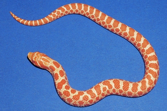 Extreme Red Albino Western Hognose Snake by Geckos Etc. Herpetoculture