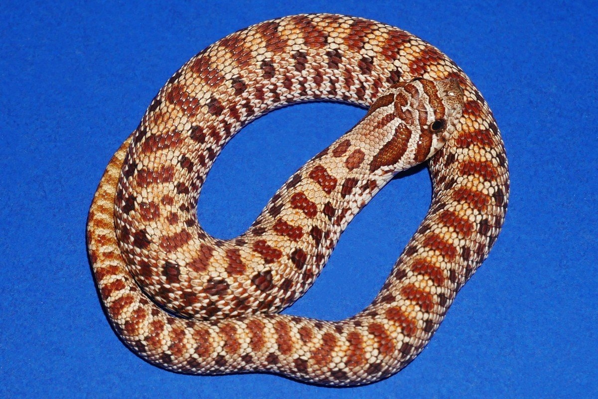 Red Western Hognose Snake, 66% Possible Het Toxic by Geckos Etc ...