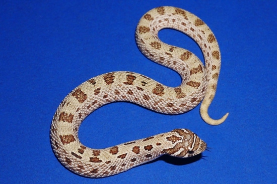 Arctic Conda Western Hognose Snake by Geckos Etc. Herpetoculture