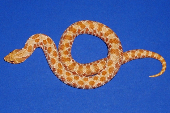 Evans Hypo Western Hognose Snake by Geckos Etc. Herpetoculture