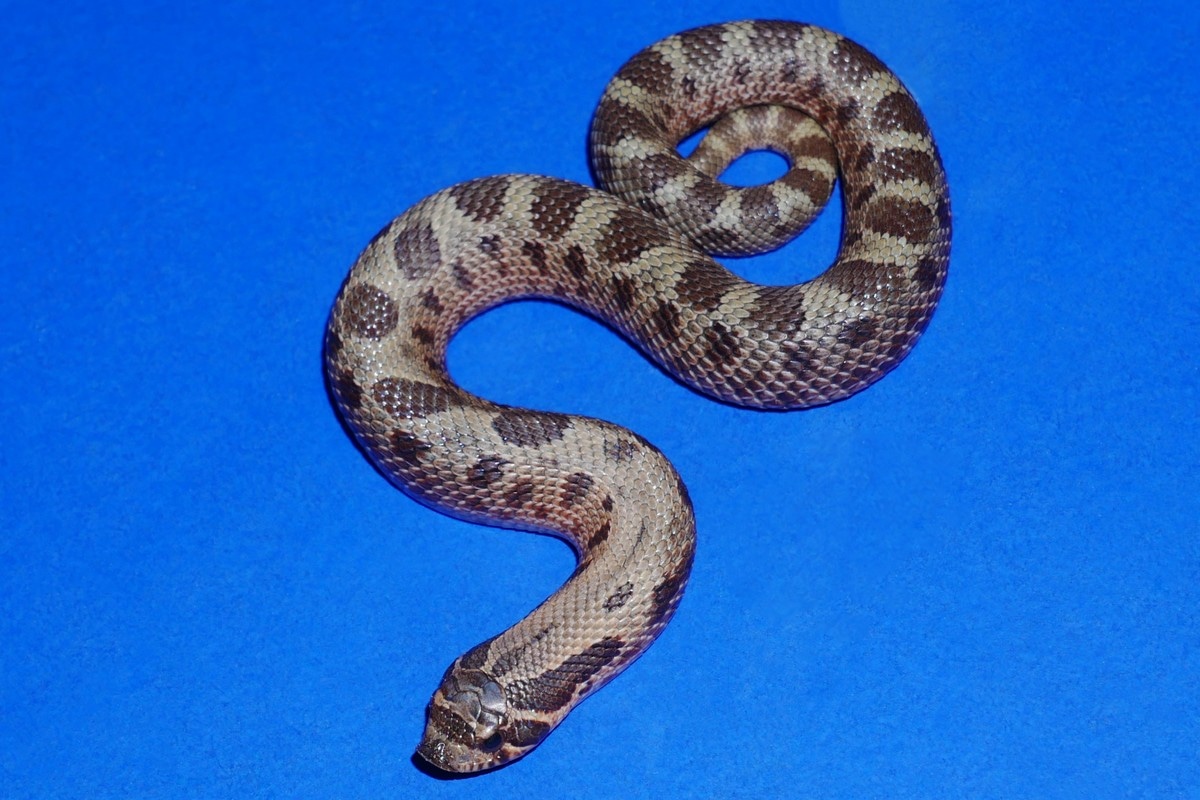 Sable Anaconda Western Hognose Snake by Geckos Etc. Herpetoculture ...