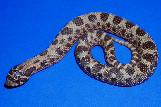 Sable Anaconda Western Hognose Snake by Geckos Etc. Herpetoculture