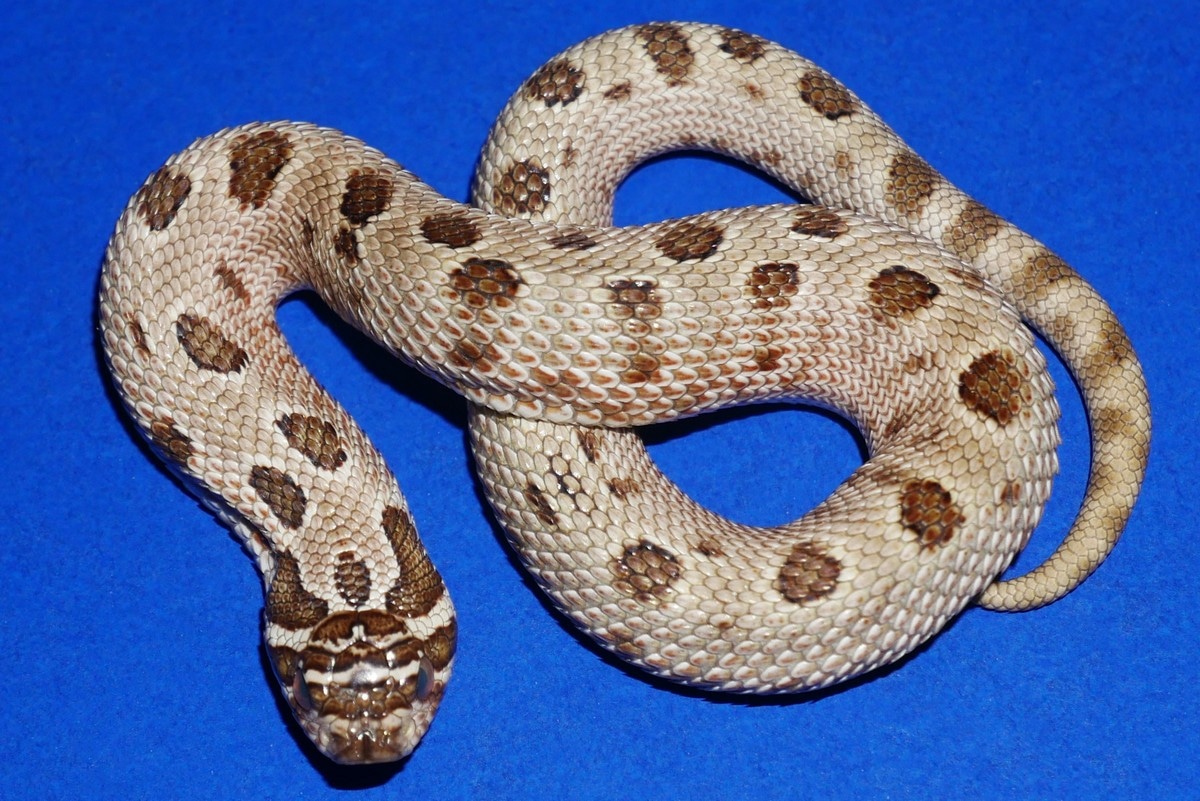 Arctic Anaconda Western Hognose Snake by Geckos Etc. Herpetoculture ...