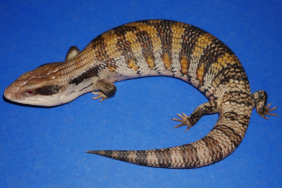 Eastern Blue Tongue Skink Eastern Blue-Tongued Skink by Geckos Etc ...