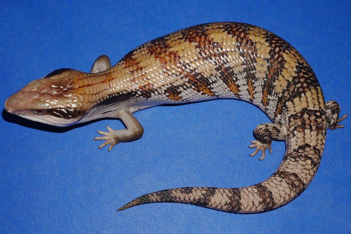 Eastern Blue Tongue Skink Eastern Blue-Tongued Skink by Geckos Etc ...