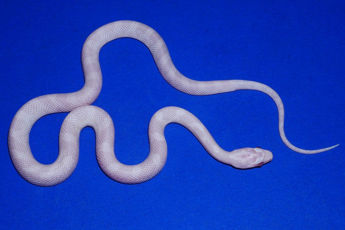 Blizzard Corn Snake by Geckos Etc. Herpetoculture - MorphMarket