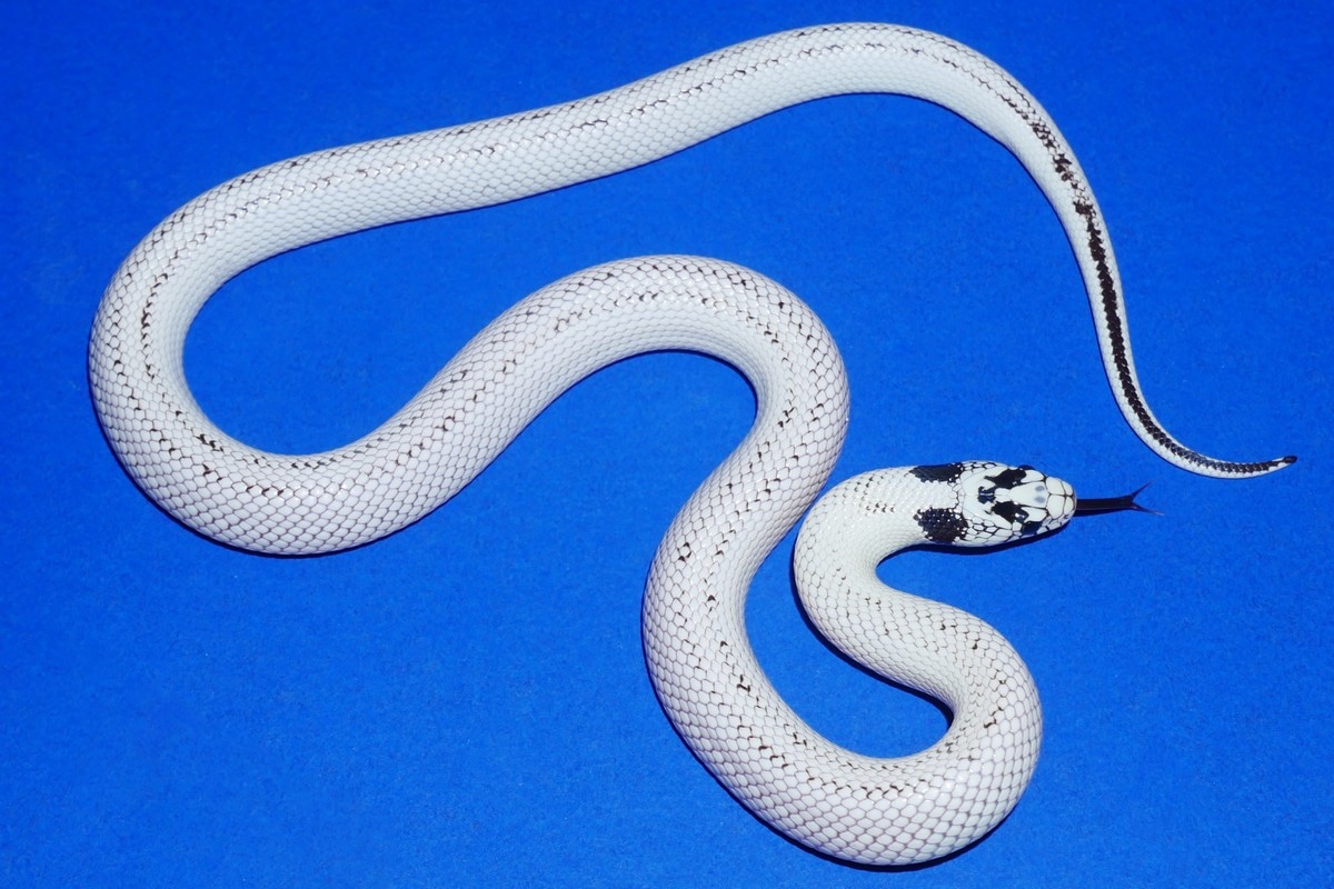 High White California Kingsnake by Geckos Etc. Herpetoculture - MorphMarket