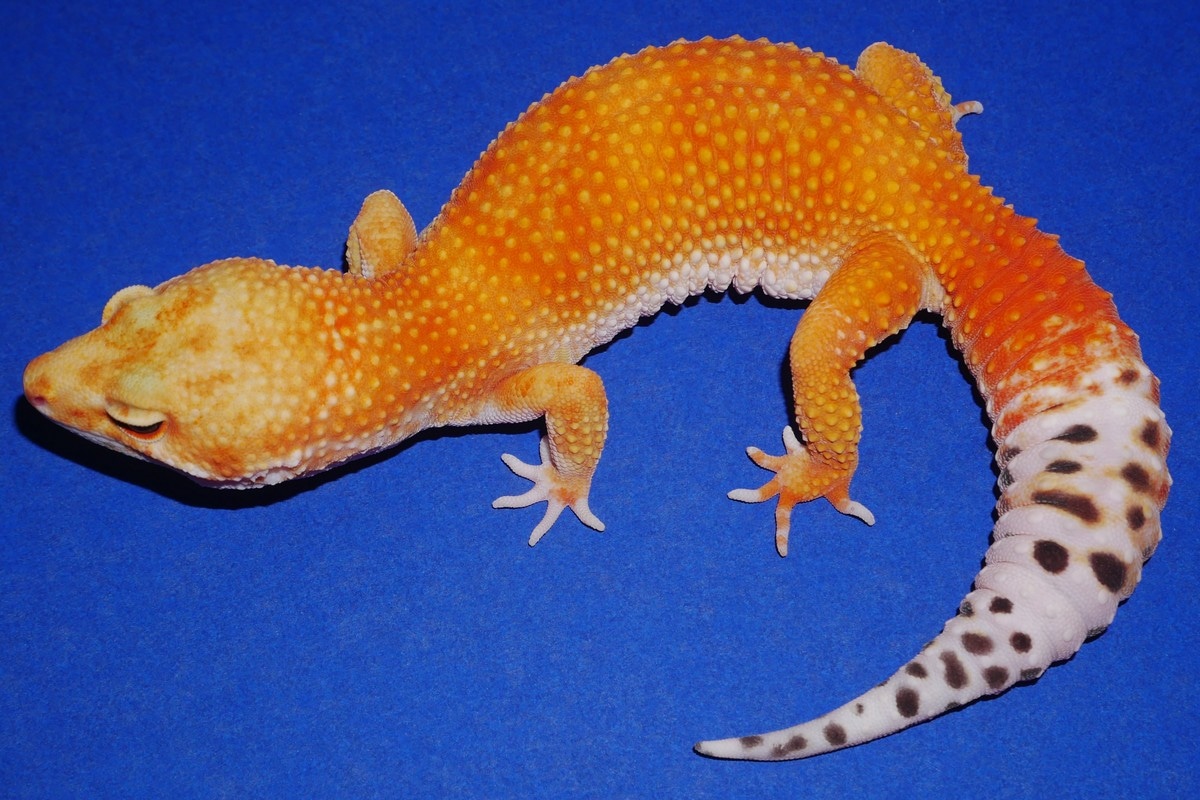 Mandarin Tangerine Leopard Gecko by Geckos Etc. Herpetoculture ...
