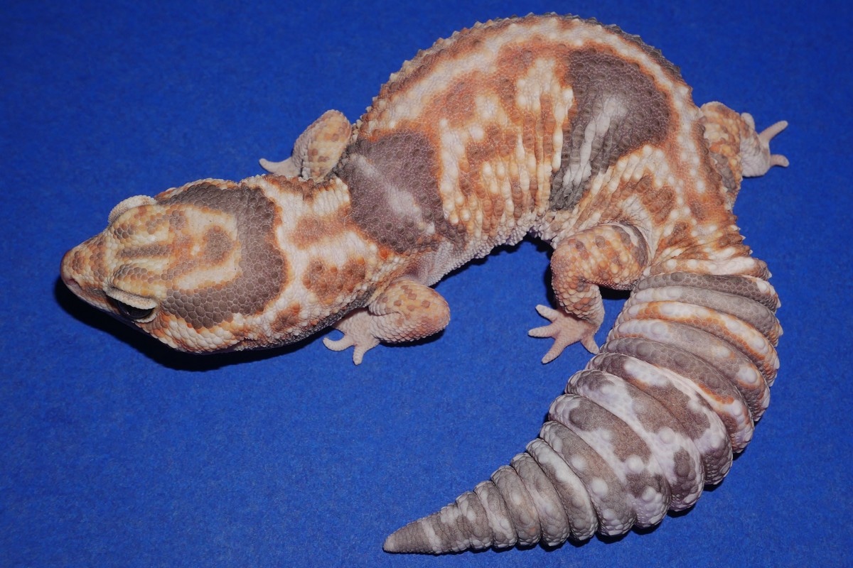 Aberrant Ghost White Out – Female African Fat-Tailed Gecko by Geckos ...