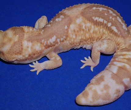 Aberrant Ghost White Out – Female African Fat-Tailed Gecko by Geckos ...