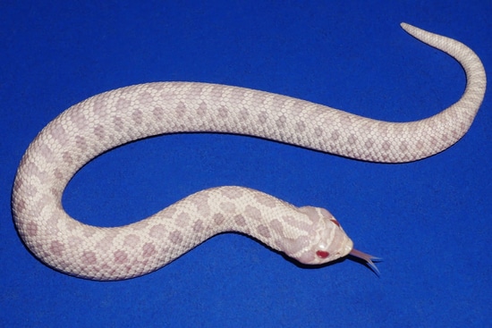 Snow Western Hognose Snake – Male by Geckos Etc. Herpetoculture