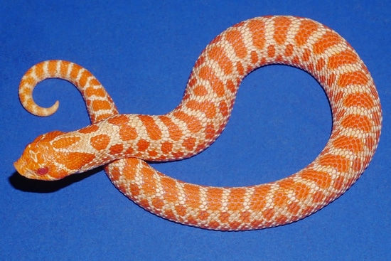 Red/Extreme Red Albino Western Hognose Snake – Male by Geckos Etc ...