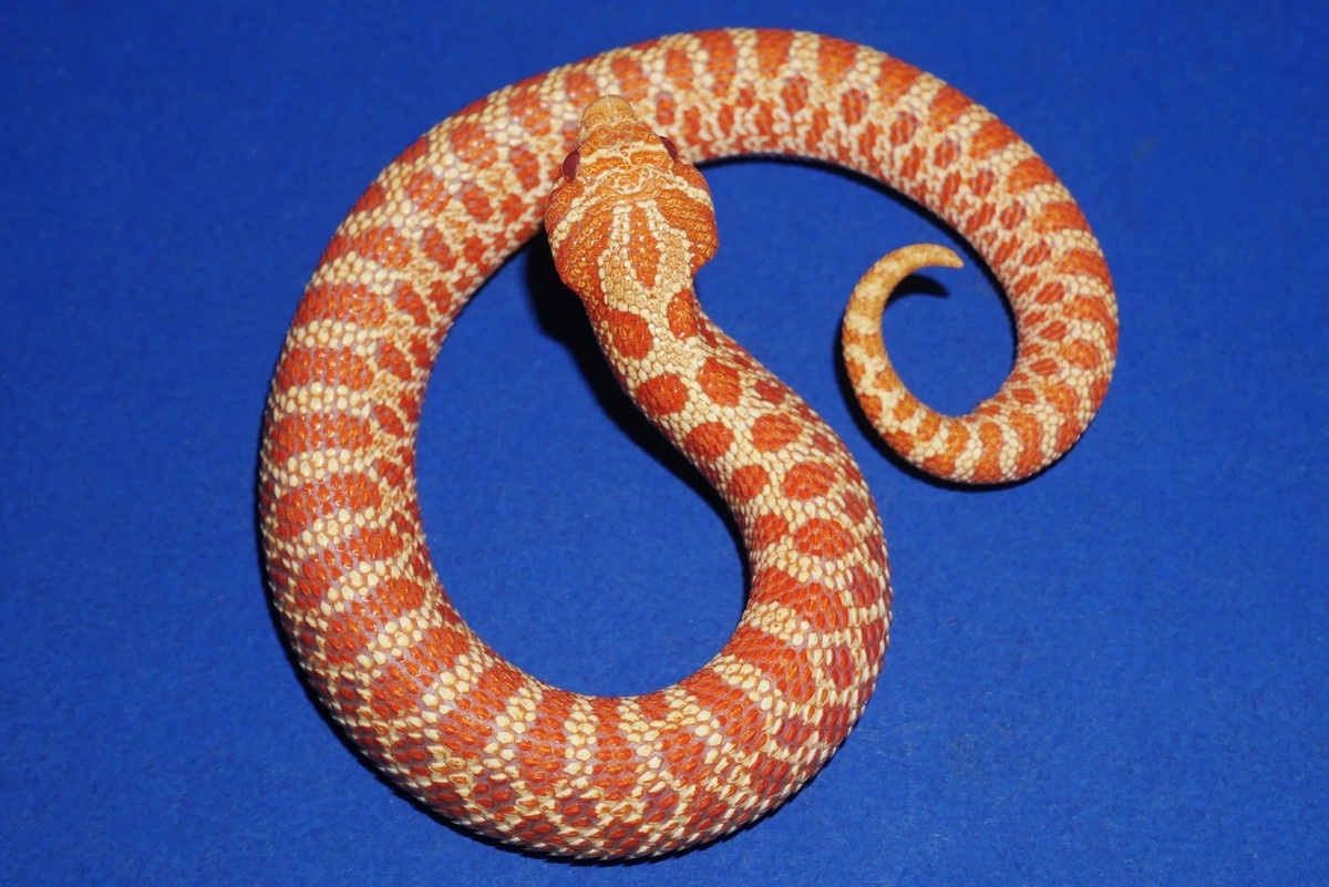 Red/Extreme Red Albino – Female Western Hognose by Geckos Etc ...