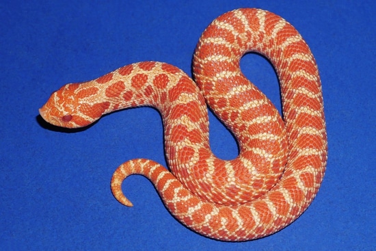 Extreme Red Albino Western Hognose Snake – Female – 13g by Geckos Etc ...