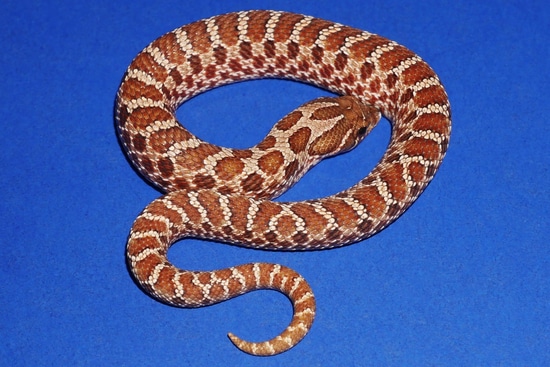 Red Western Hognose Snake, 100% Het Snow – Male by Geckos Etc ...