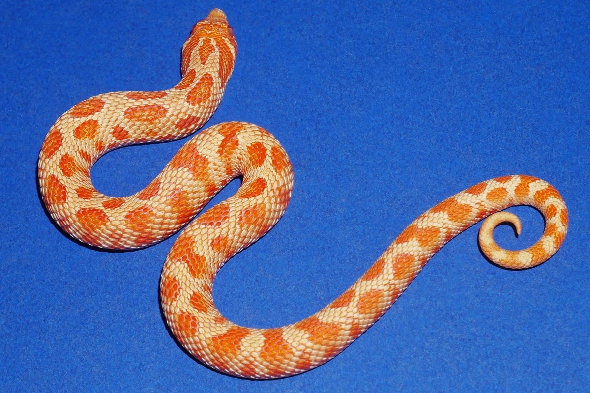 Red/Extreme Red Albino Anaconda, 100% Het Solar Flare (100% Het Sable ...