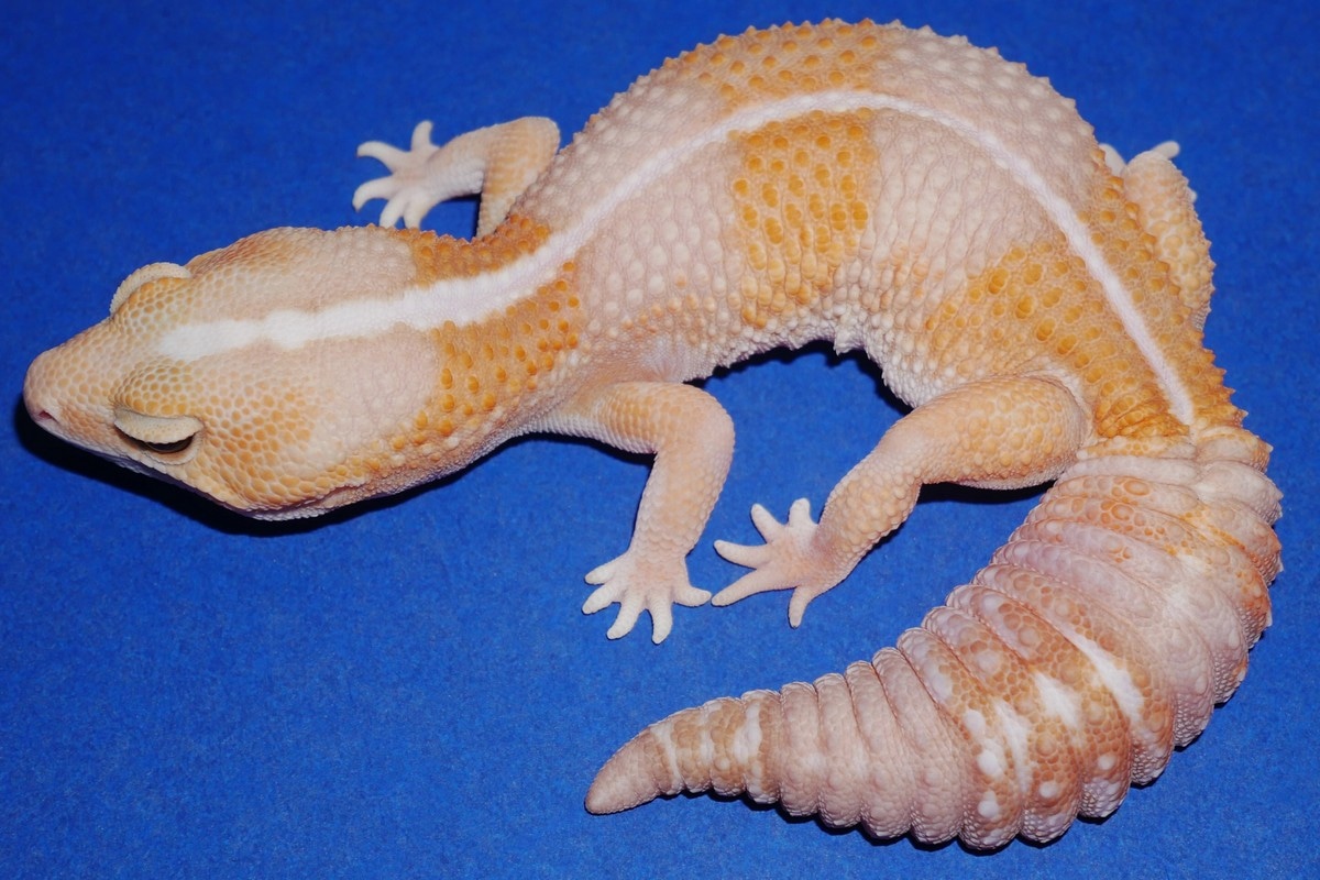 Striped Tangerine Albino, 100% Het Zulu – Female African Fat-Tailed ...