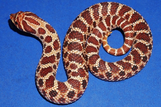 Extreme Red Western Hognose Snake, 100% Het Albino – Male by Geckos Etc ...