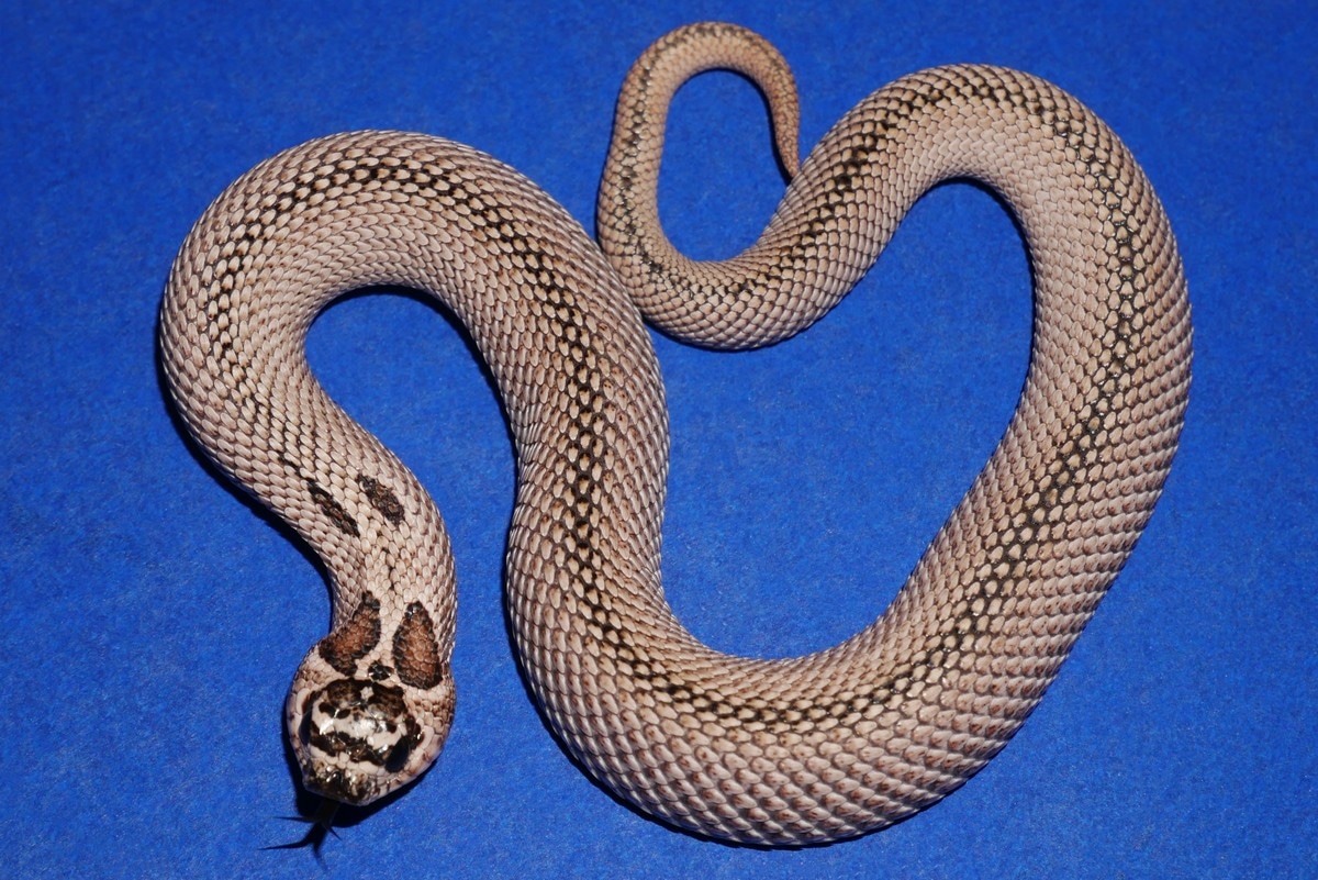 Super Arctic Superconda – Male Western Hognose by Geckos Etc ...