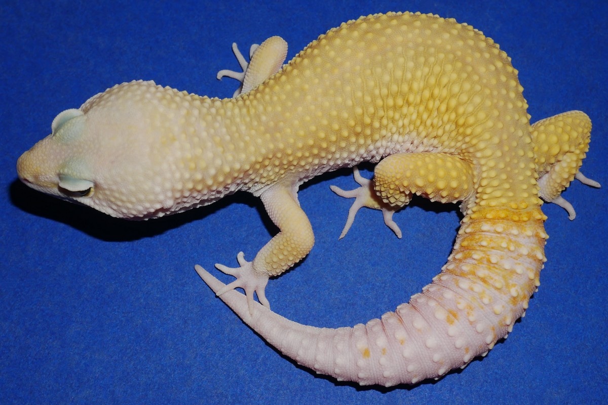 Patternless Leopard Gecko by Geckos Etc. Herpetoculture - MorphMarket
