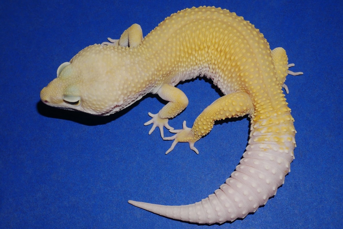 Patternless Leopard Gecko by Geckos Etc. Herpetoculture - MorphMarket