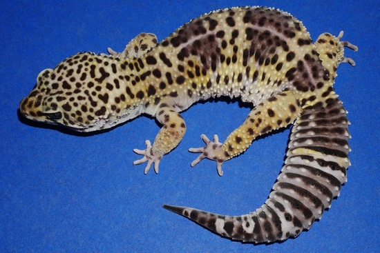 Black Night Leopard Gecko (With Wild Caught Bloodline Genetics) by ...