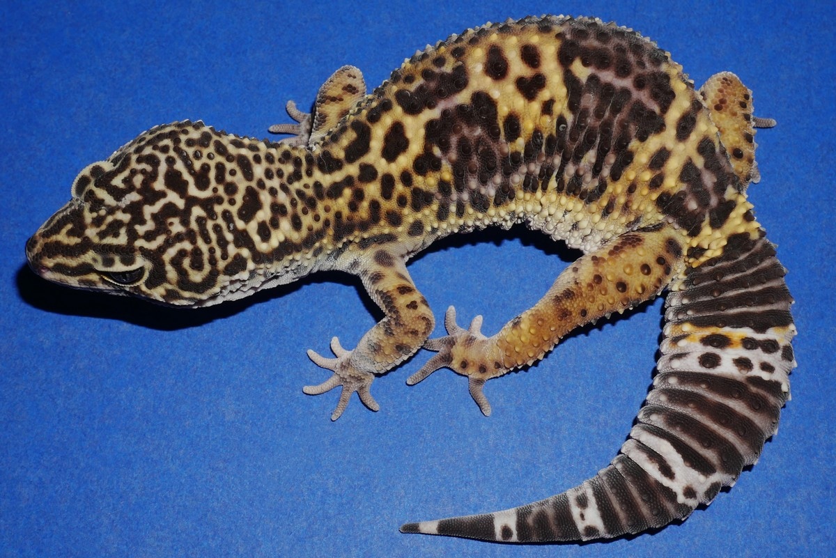 Black Night (With Wild Caught Bloodline Genetics) Leopard Gecko by ...