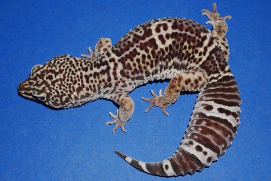 Black Night Leopard Gecko (With Wild Caught Bloodline Genetics) by ...