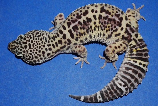Black Night Leopard Gecko (With Wild Caught Bloodline Genetics) by ...