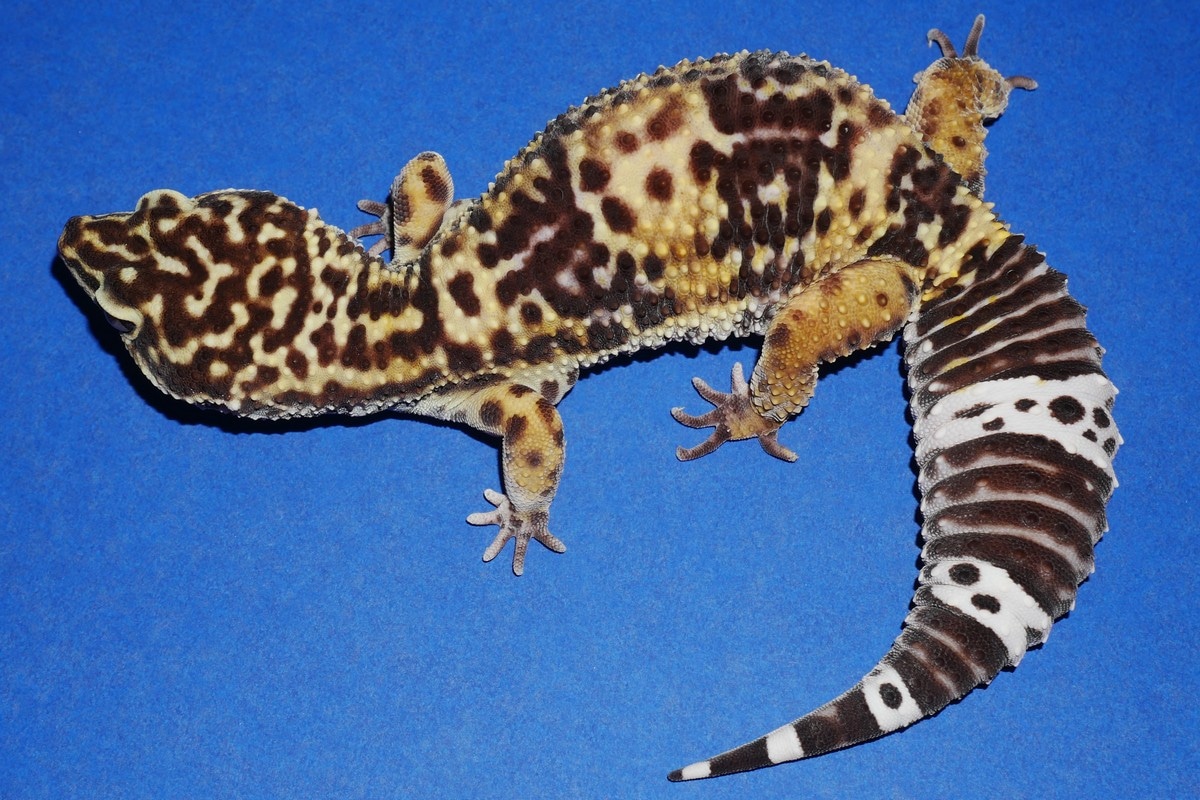 Black Night (With Wild Caught Bloodline Genetics) Leopard Gecko by ...
