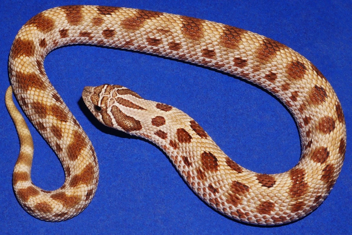 Red Anaconda, 100% Het Toffeebelly Western Hognose by Geckos Etc ...
