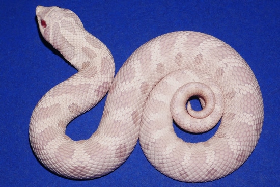 Snow Anaconda Western Hognose Snake (AKA Yeti) by Geckos Etc ...