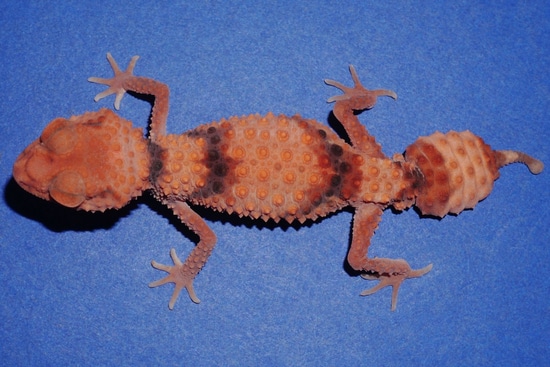 Banded Knobtail Gecko, Nephrurus Cinctus Knob-Tailed Gecko by Geckos ...